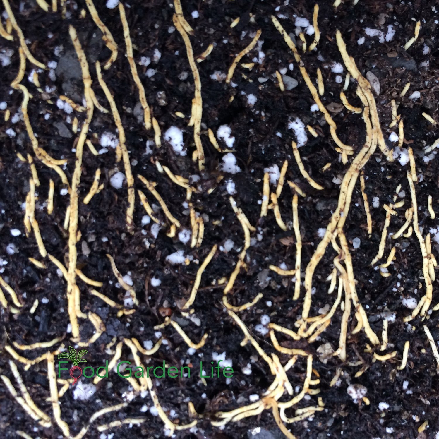How to a Grow Lemon Tree Indoors (That Actually Produces Lemons) — Food ...
