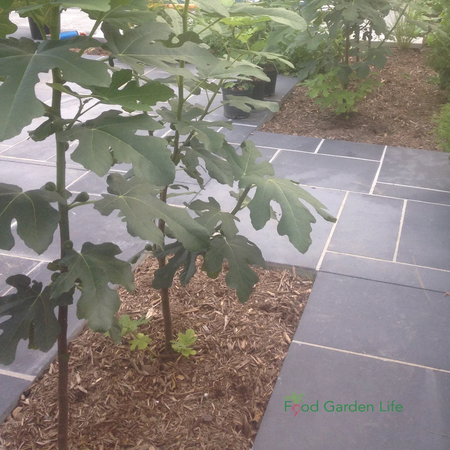 Ripen Figs Faster - 7 Tips to Boost Fig Tree Harvests in Cold Climates ...