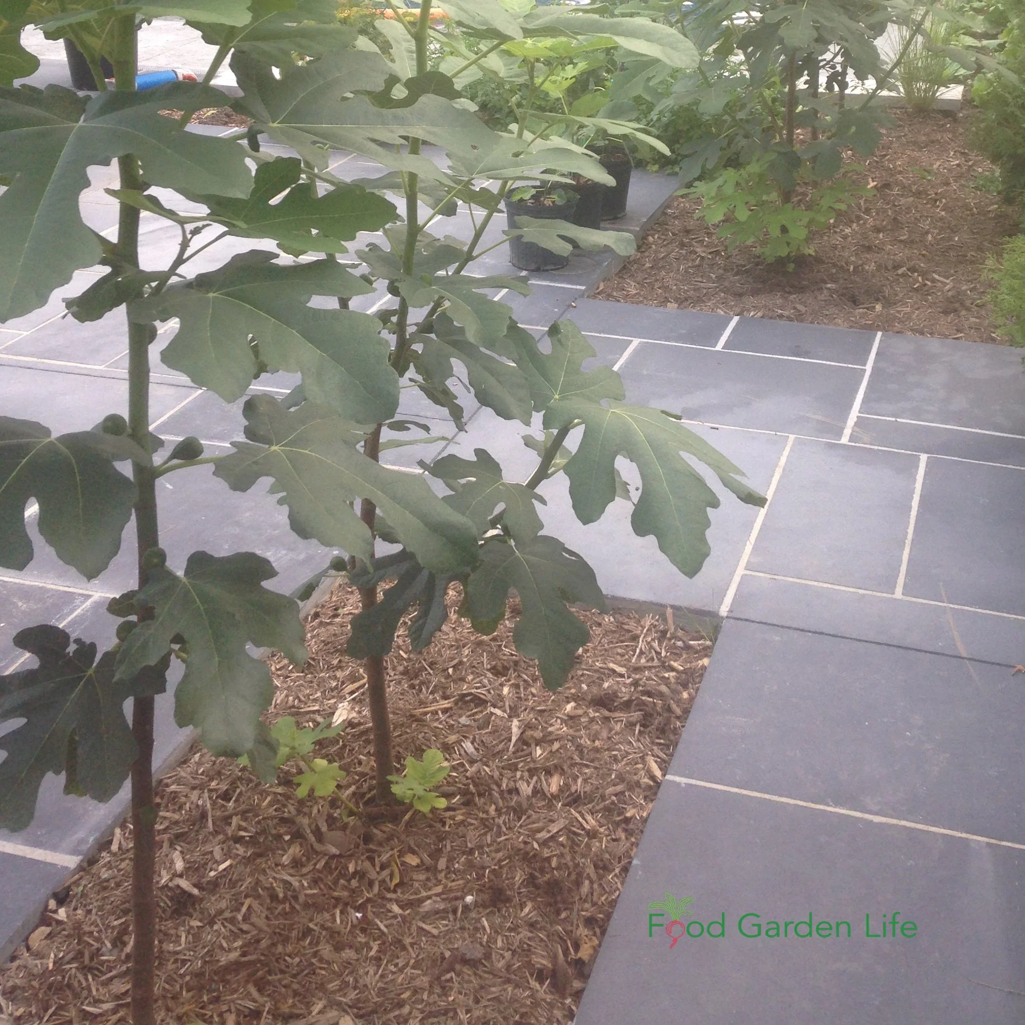 Ripen Figs Faster - 7 Tips to Boost Fig Tree Harvests in Cold Climates ...