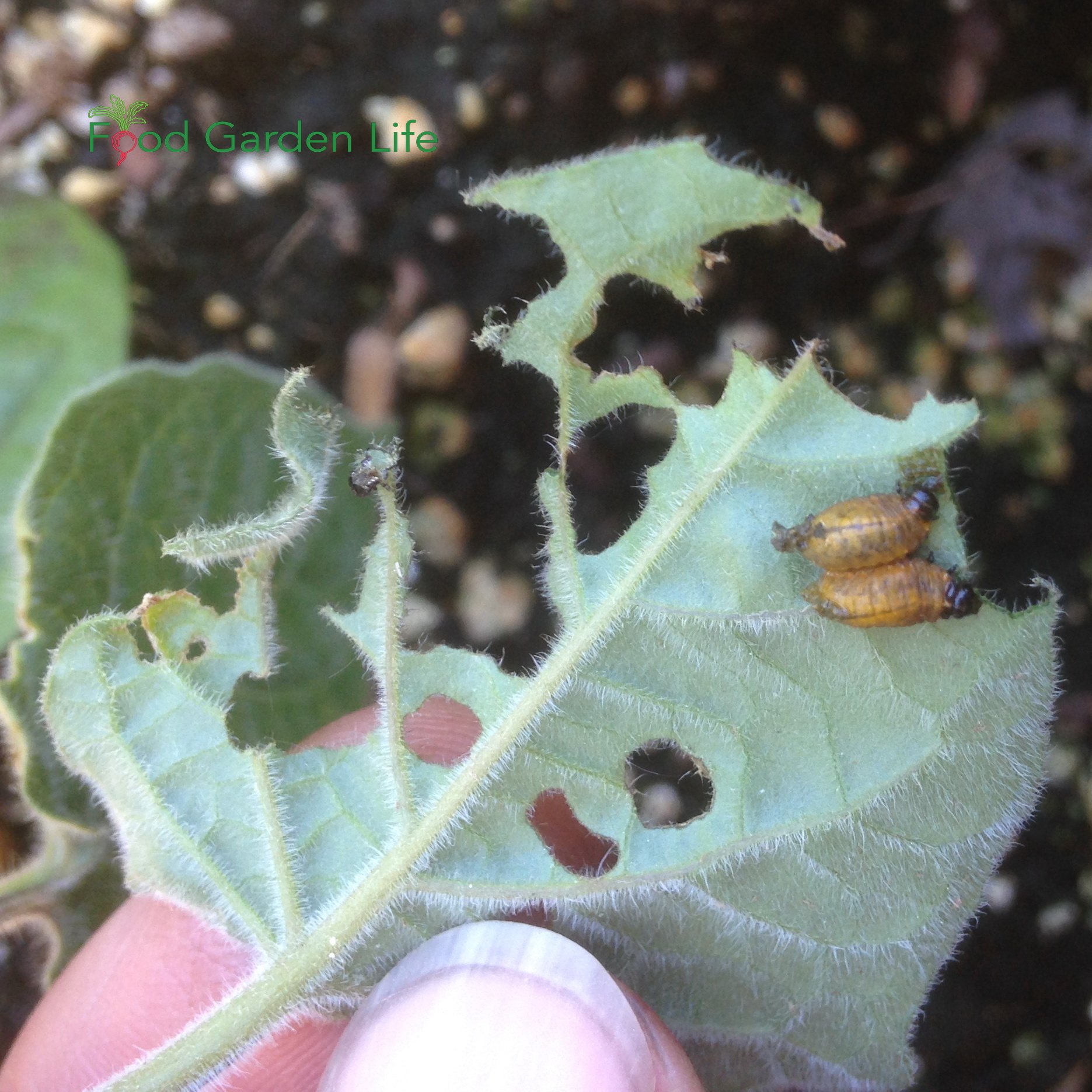 Grow Ground Cherries and Cape Gooseberries — Food Garden Life