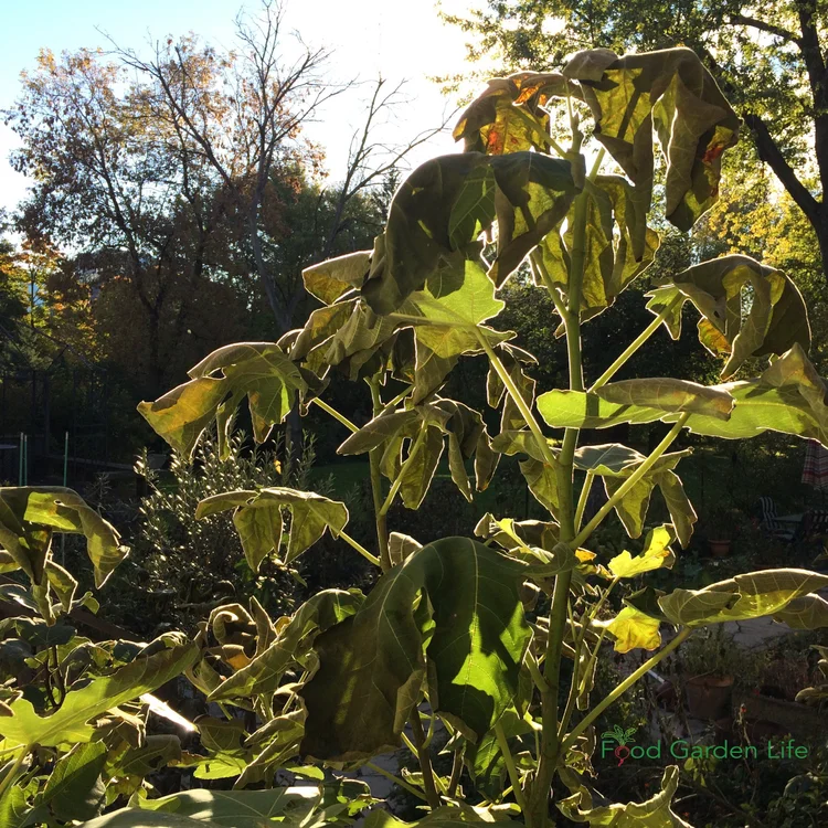 Fig Tree Winter Protection — Food Garden Life: Edible Garden, Vegetable ...