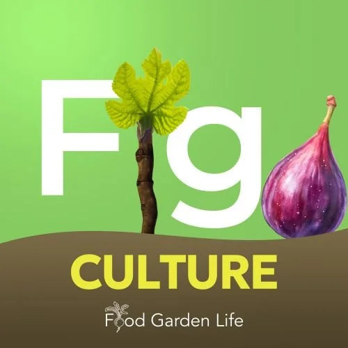 Fig Culture: Helping You Grow a Fig Tree in a Cold Climate — Food ...