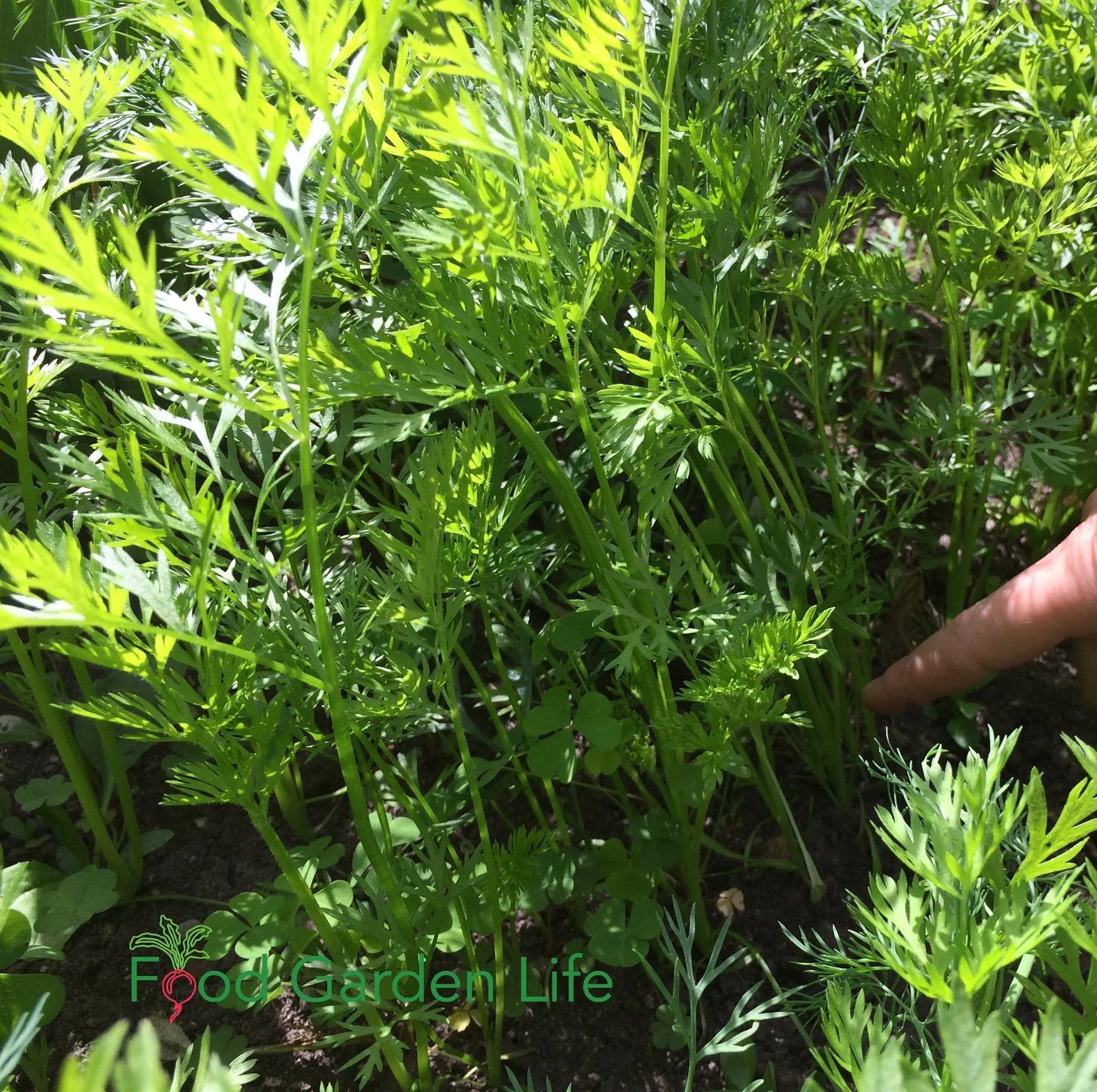 7 Vegetable Garden Layout Ideas To Grow More Food In Less Space — Food ...