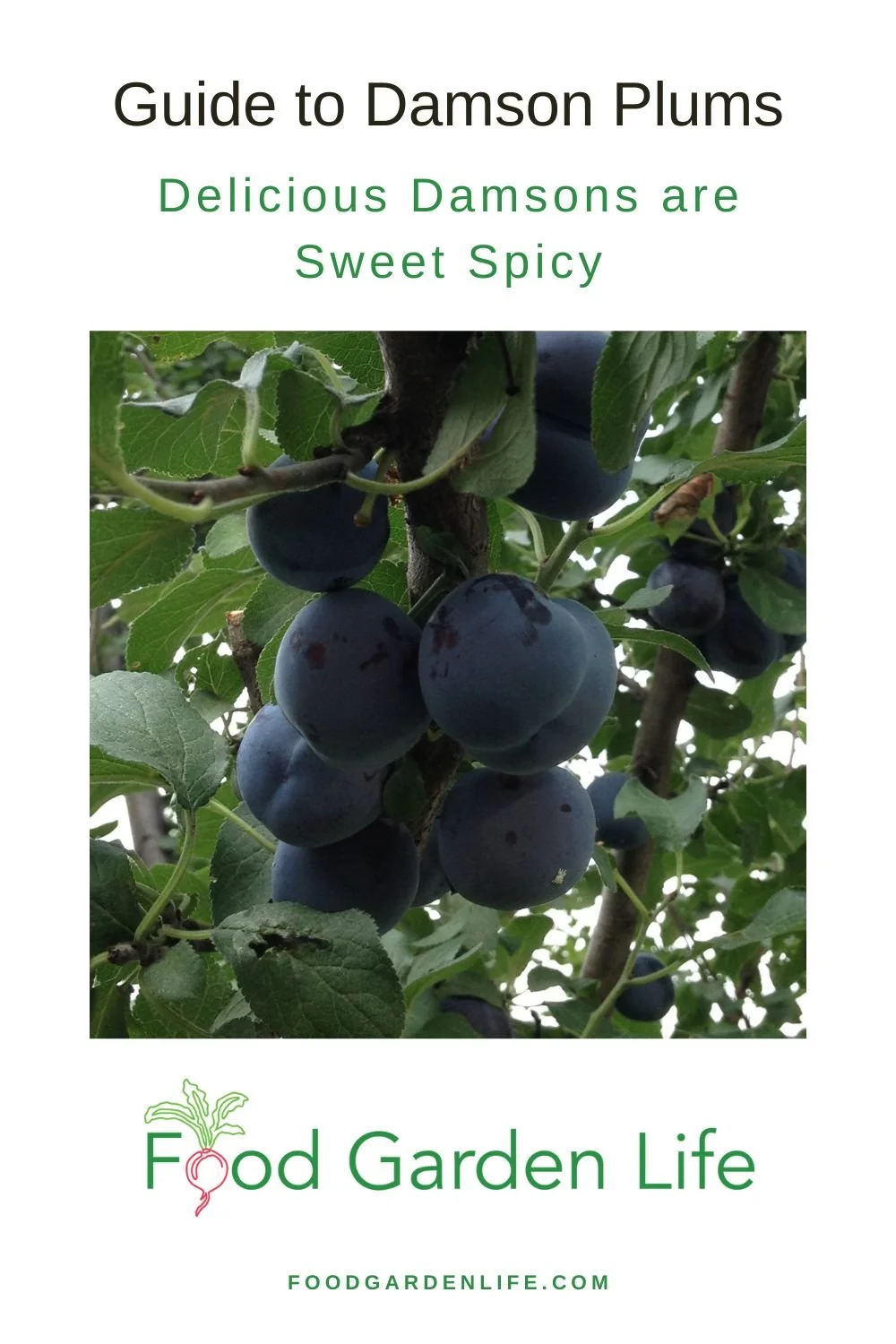 Delicious Damson Plums are Sweet Spicy (and a perfect home-garden fruit ...