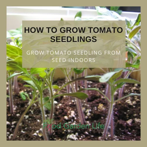 Grow Your Own Tomato Plants from Seed - Everything You Need to Know ...