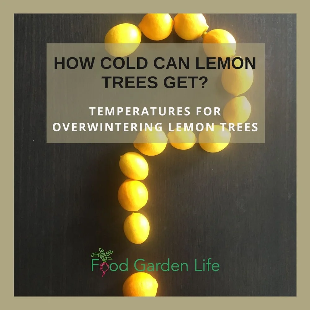 How Cold can Lemon Trees Get? — Food Garden Life: Edible Garden ...