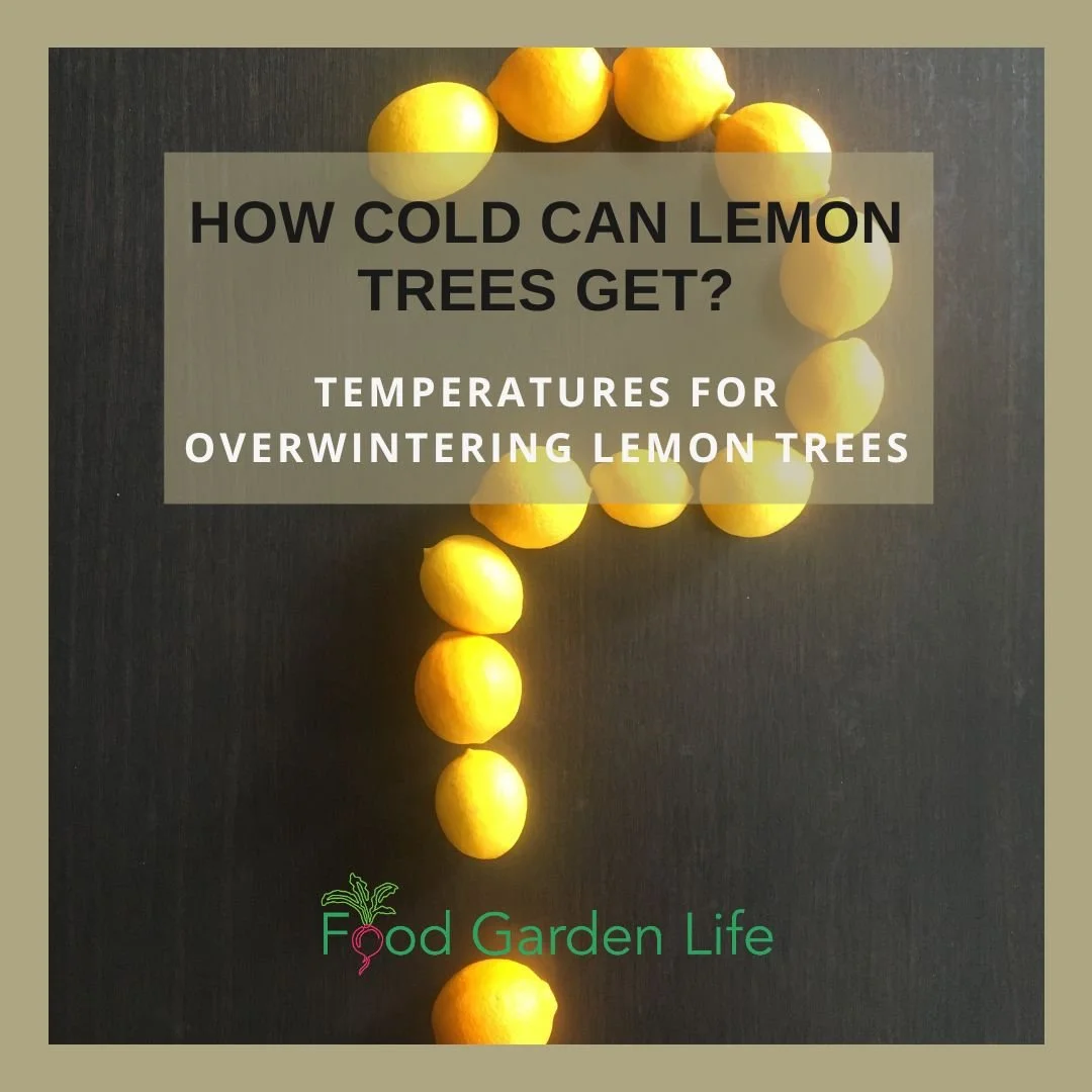 How Cold can Lemon Trees Get? — Food Garden Life: Edible Garden ...