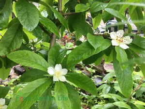 How to Grow Medlar — Food Garden Life: Edible Garden, Vegetable Garden ...