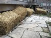 These Espaliered Fig Trees Make Winter Protection Easy — Food Garden ...