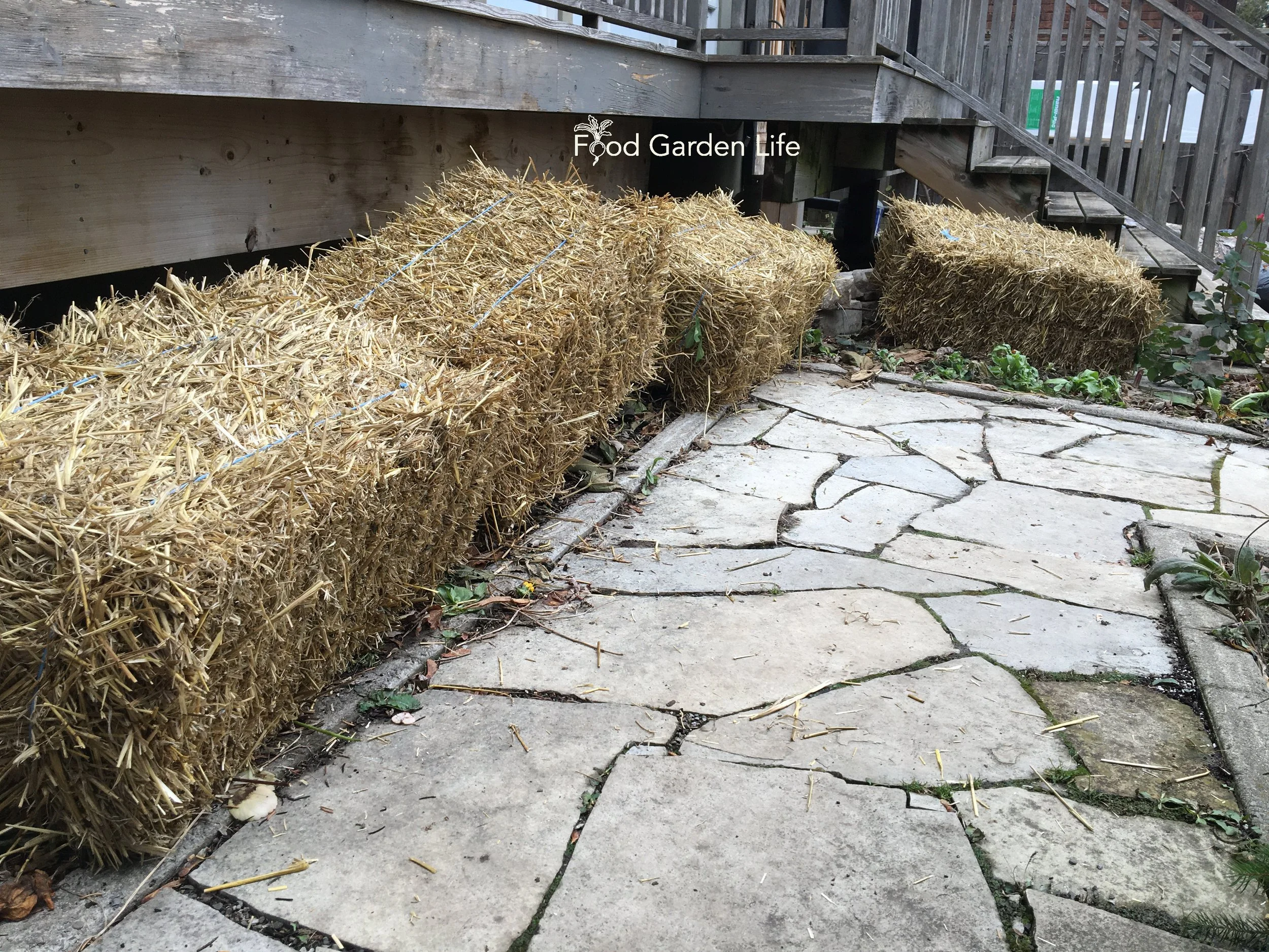 These Espaliered Fig Trees Make Winter Protection Easy — Food Garden ...