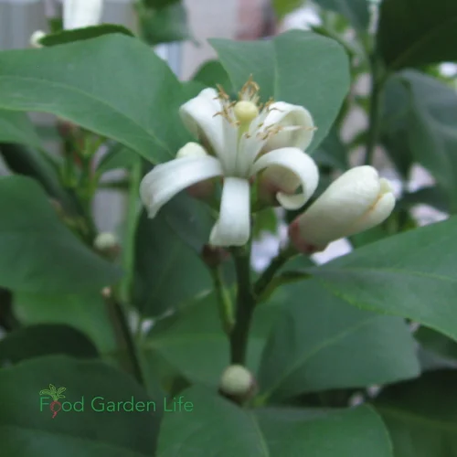 How to a Grow Lemon Tree Indoors (That Actually Produces Lemons) — Food ...