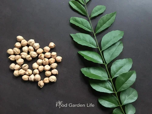 Spice Up Your Cold-Climate Garden with a Lush Curry Tree — Food Garden ...