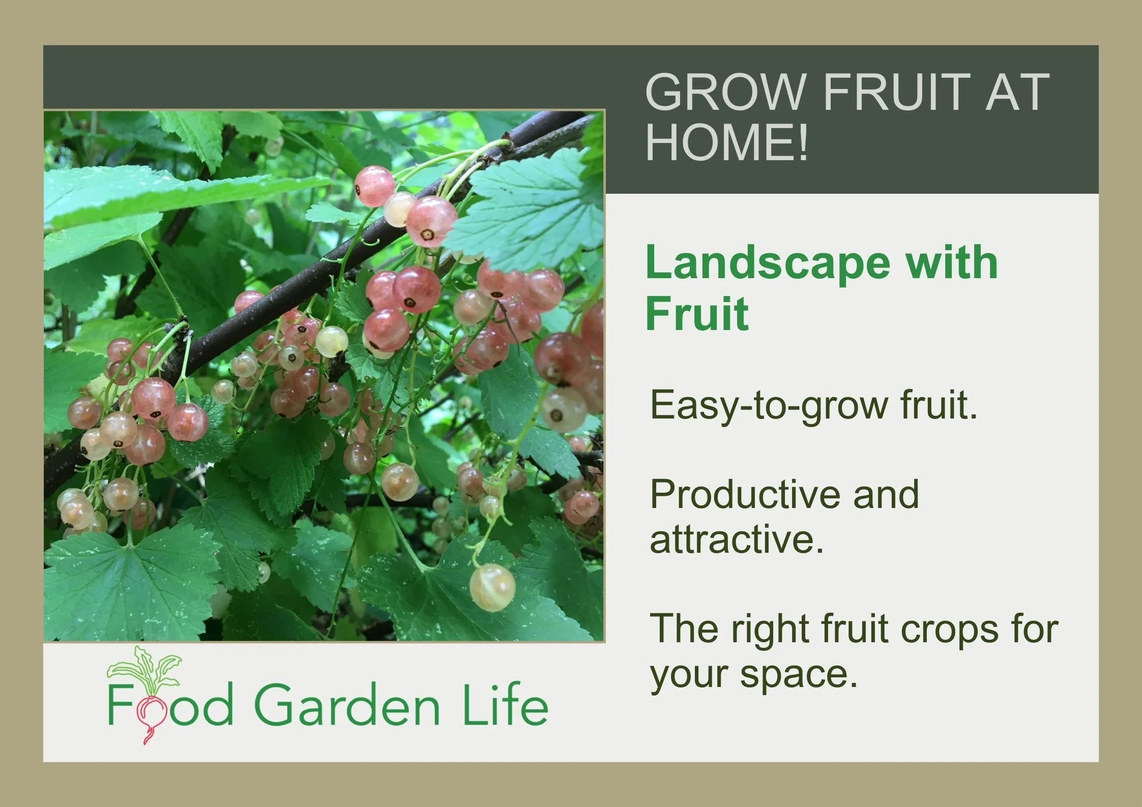 Grow Ground Cherries and Cape Gooseberries — Food Garden Life: Edible ...
