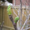 Ripen Figs Faster - 7 Tips to Boost Fig Tree Harvests in Cold Climates ...