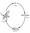 Guide to Controlling Fungus Gnats on Fig Cuttings — Food Garden Life ...