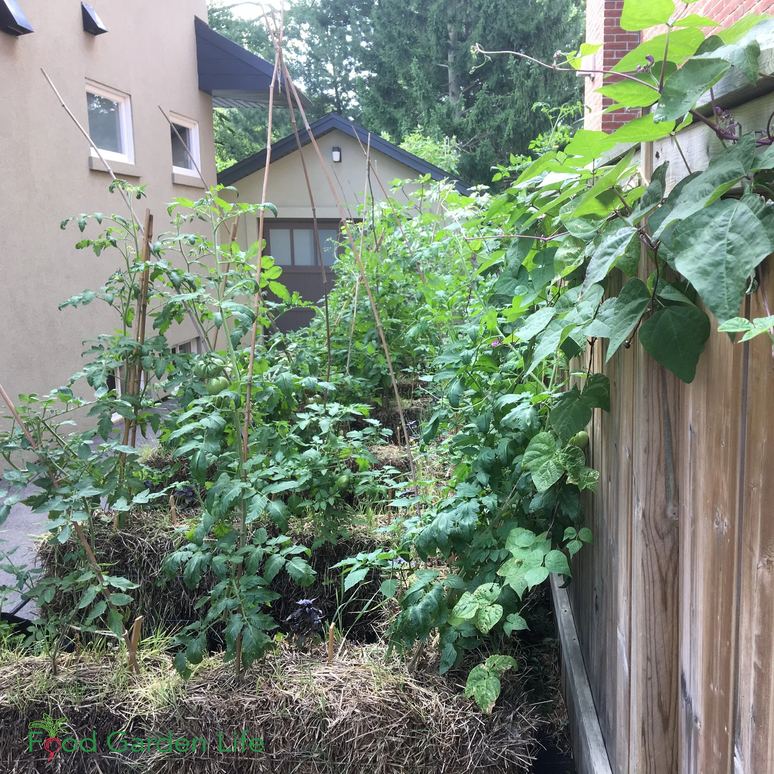 Guide to Fruits and Vegetables that Grow in Shade — Food Garden Life