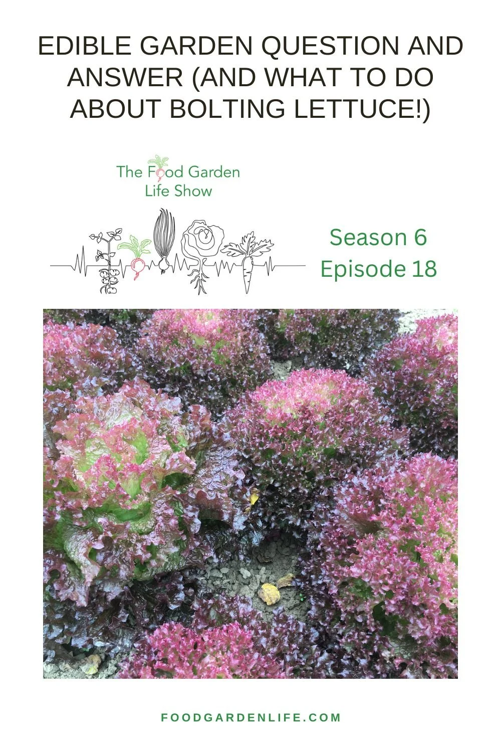 Edible Garden Question and Answer (and what to do about Bolting Lettuce ...