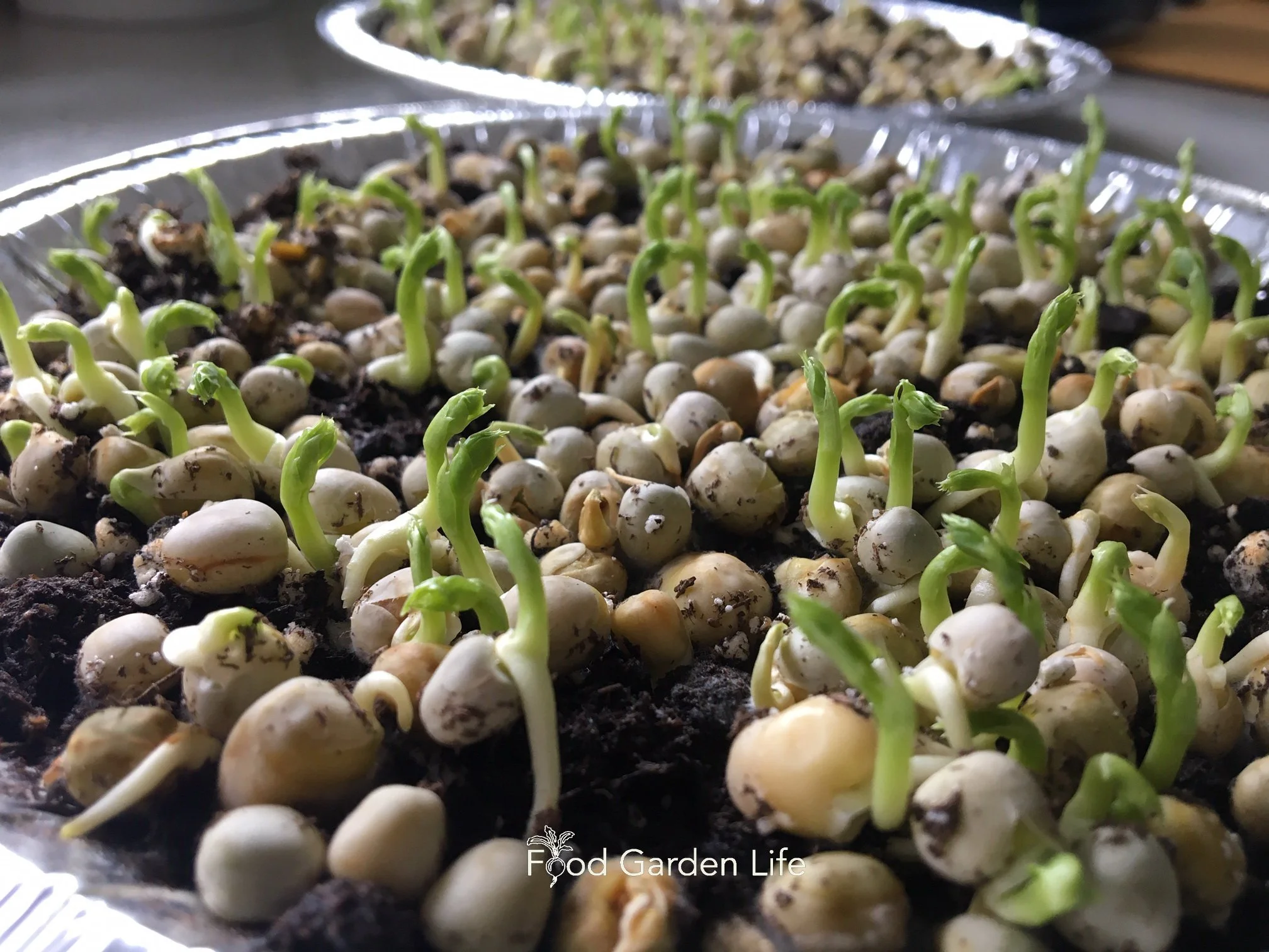 Guide: How to Grow Microgreens at Home (Easy, Inexpensive, Delicious ...