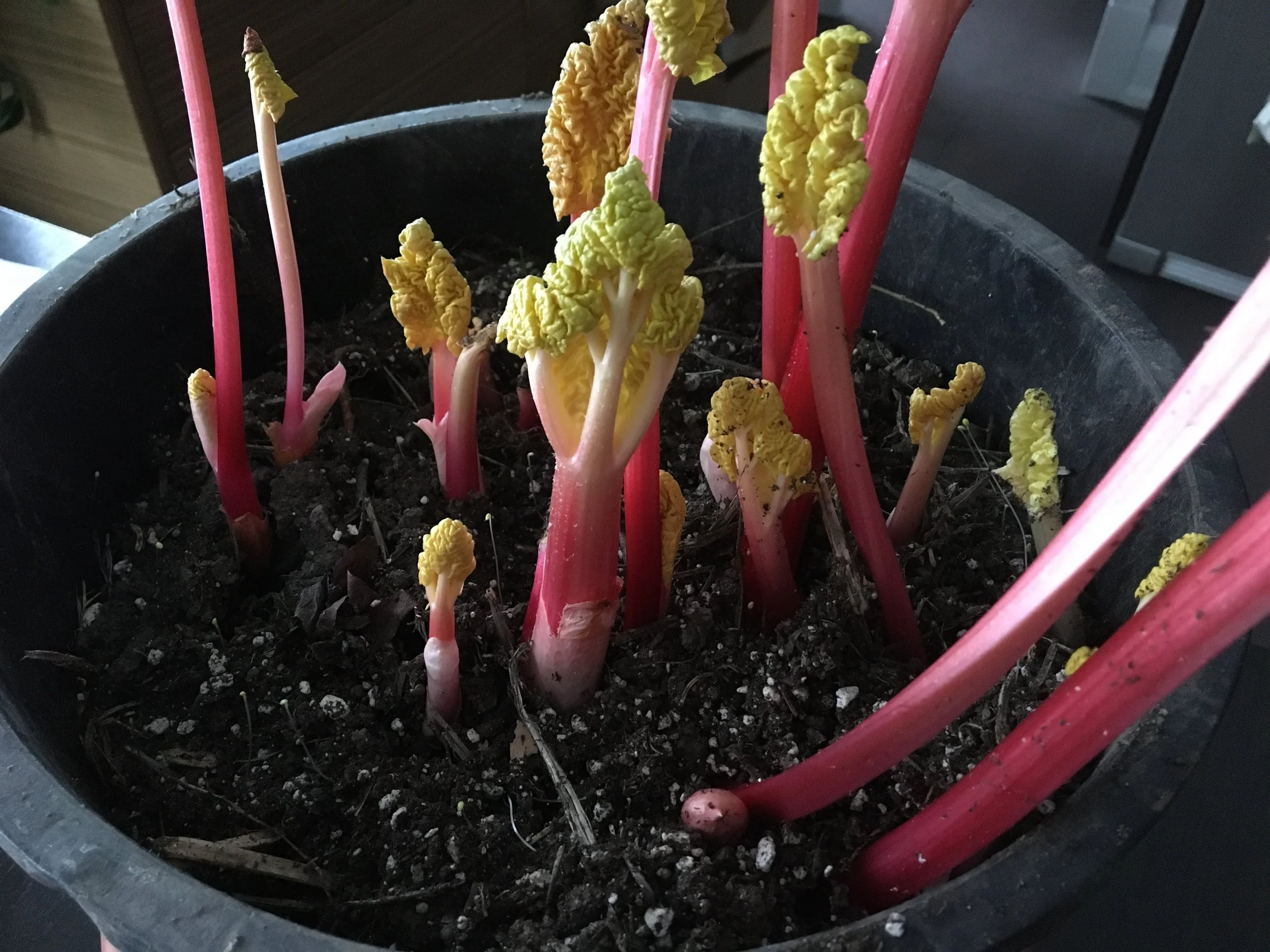 Force Rhubarb Indoors — Food Garden Life: Edible Garden, Vegetable ...