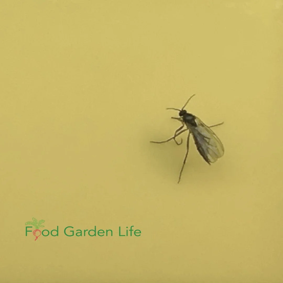 Guide to Controlling Fungus Gnats on Fig Cuttings — Food Garden Life ...