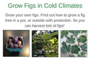 7 Tips to Boost Fig Tree Harvests in Cold Climates — Food Garden Life ...