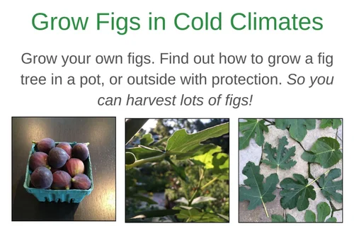 7 Tips to Boost Fig Tree Harvests in Cold Climates — Food Garden Life ...