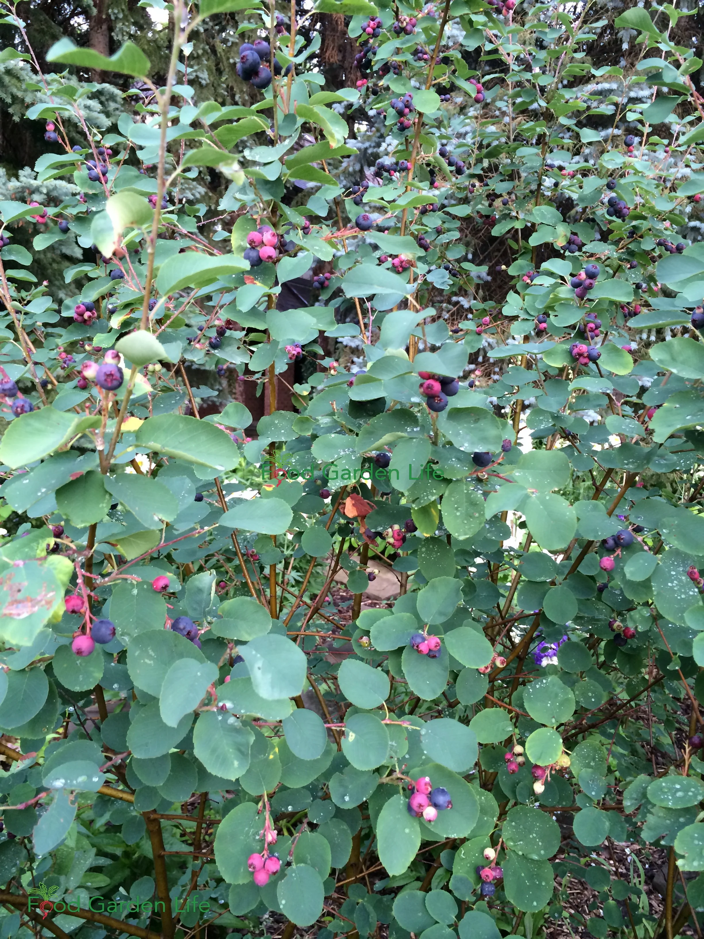 Guide to Growing Saskatoon Berries: Planting, Pruning, Care — Food ...