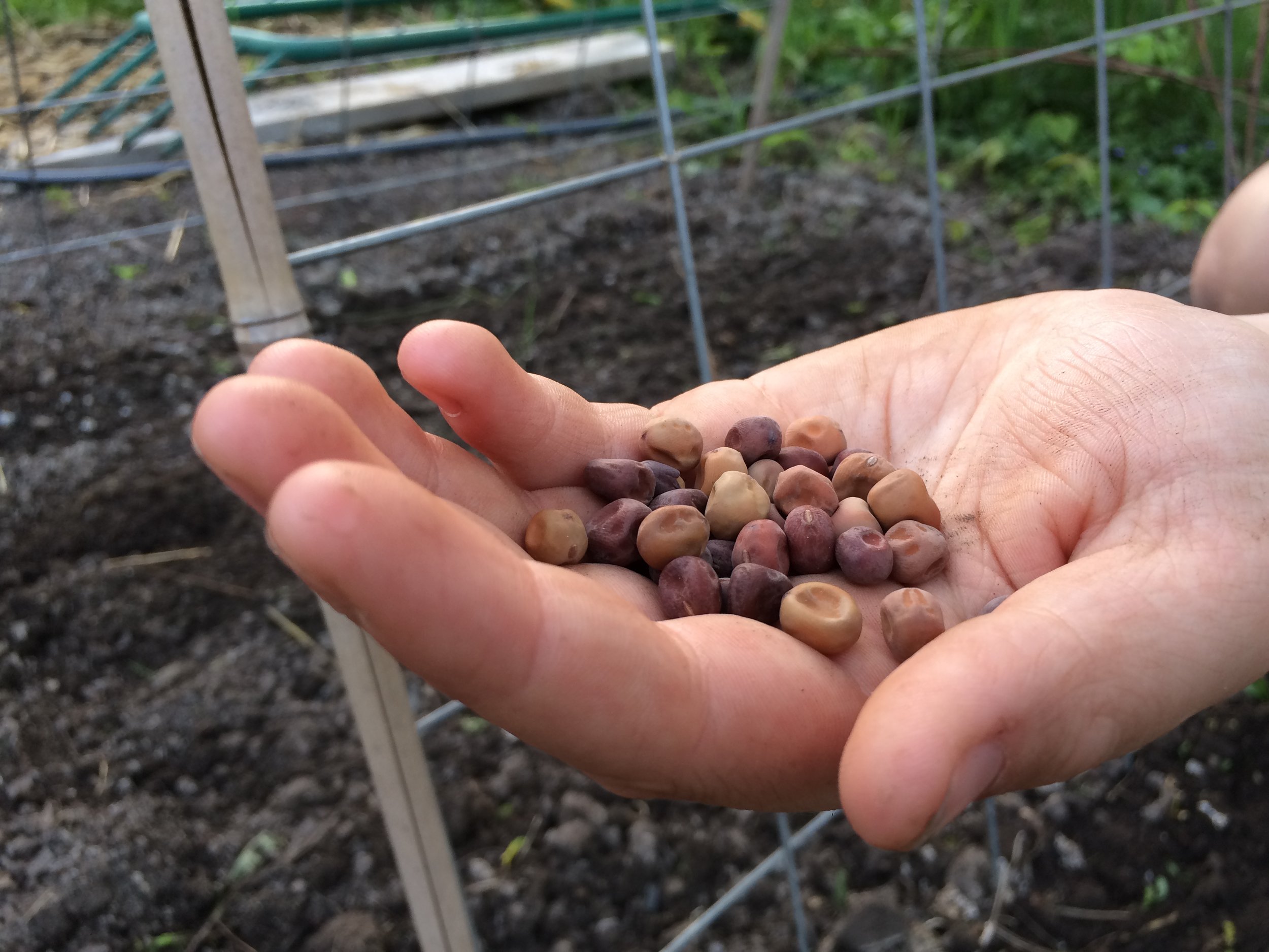 Looking for the Best Seeds? Know What You're Buying, Know the Lingo ...