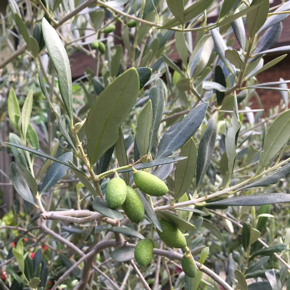Guide: Olive Trees in Pots — Food Garden Life: Edible Garden, Vegetable Garden, Edible Landscaping