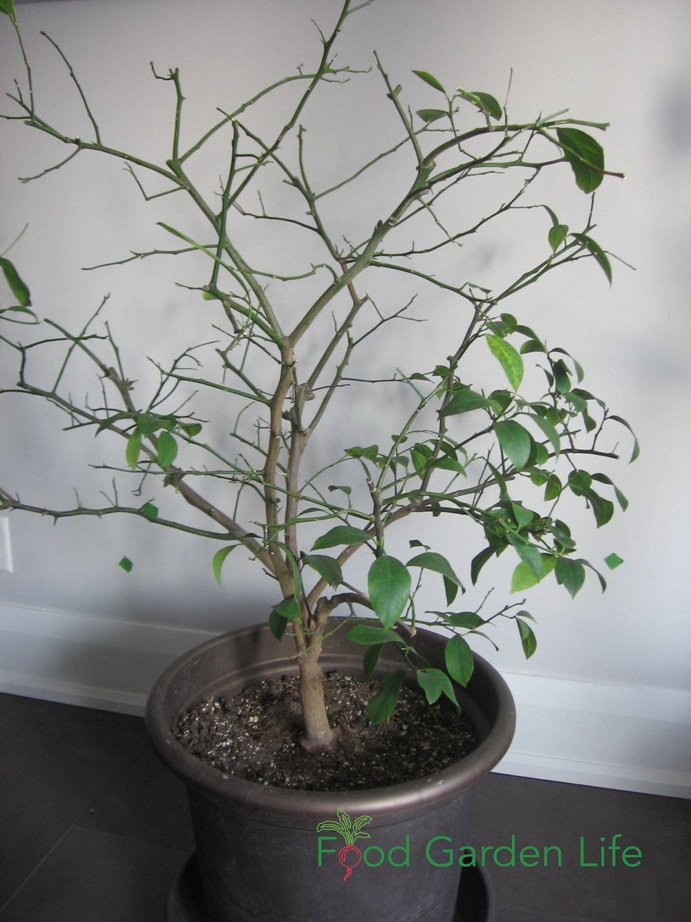 How to a Grow Lemon Tree Indoors (That Actually Produces Lemons) — Food ...