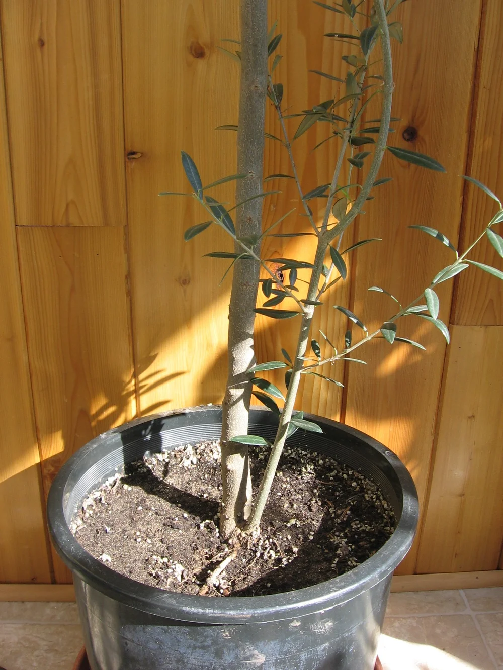 Guide: Olive Trees in Pots — Food Garden Life: Edible Garden, Vegetable ...