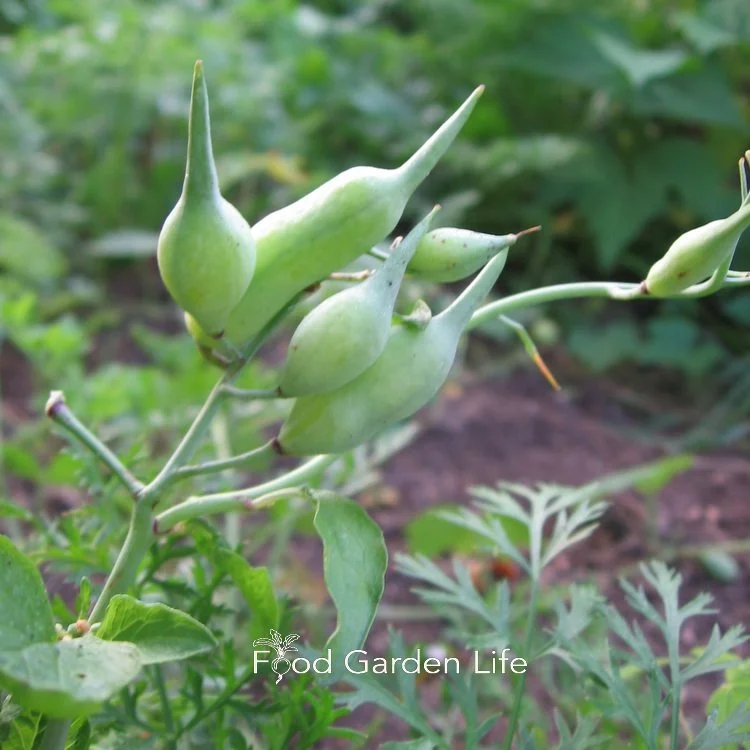 Vegetables to Grow: 12 Tips to Choose What’s Best for Your Vegetable ...