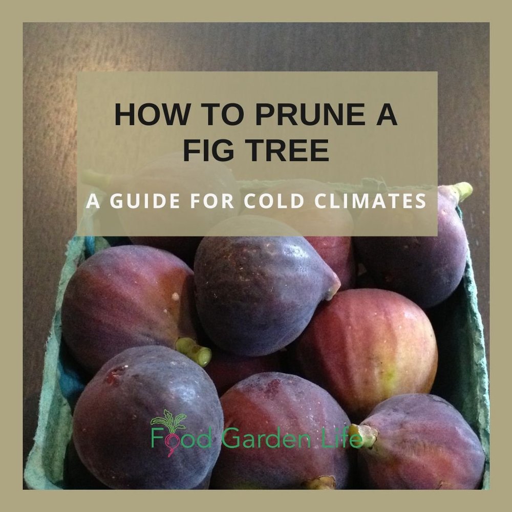 Cold-Climate Guide to How to Prune a Fig Tree — Food Garden Life: Edible Garden, Vegetable ...