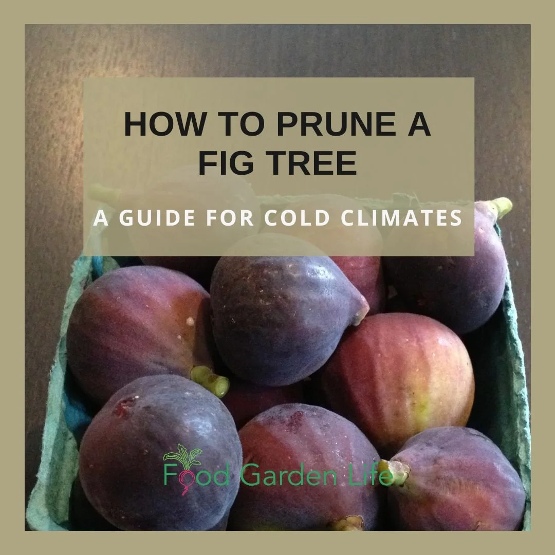 Cold-Climate Guide to How to Prune a Fig Tree — Food Garden Life ...