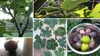 Figs Didn't Ripen? Try These Unripe Fig Recipes and Uses — Food Garden ...