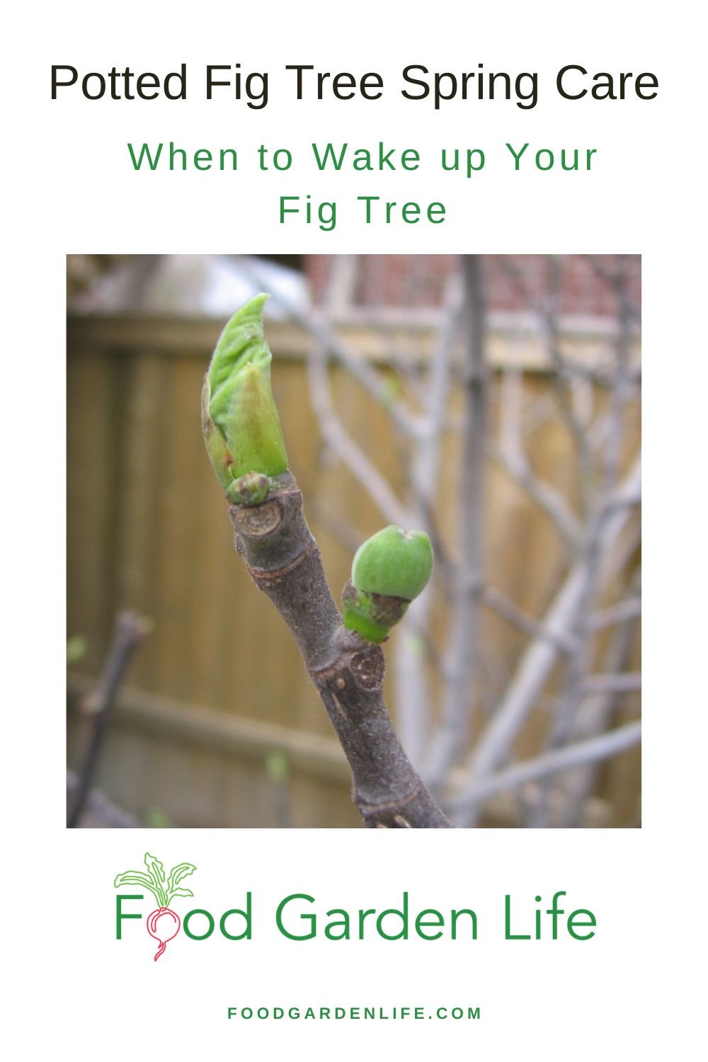 Caring for Fig Trees in Spring - When to Wake Up Your Fig — Food Garden ...