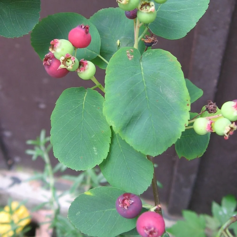 Guide to Growing Saskatoon Berries: Planting, Pruning, Care — Food ...