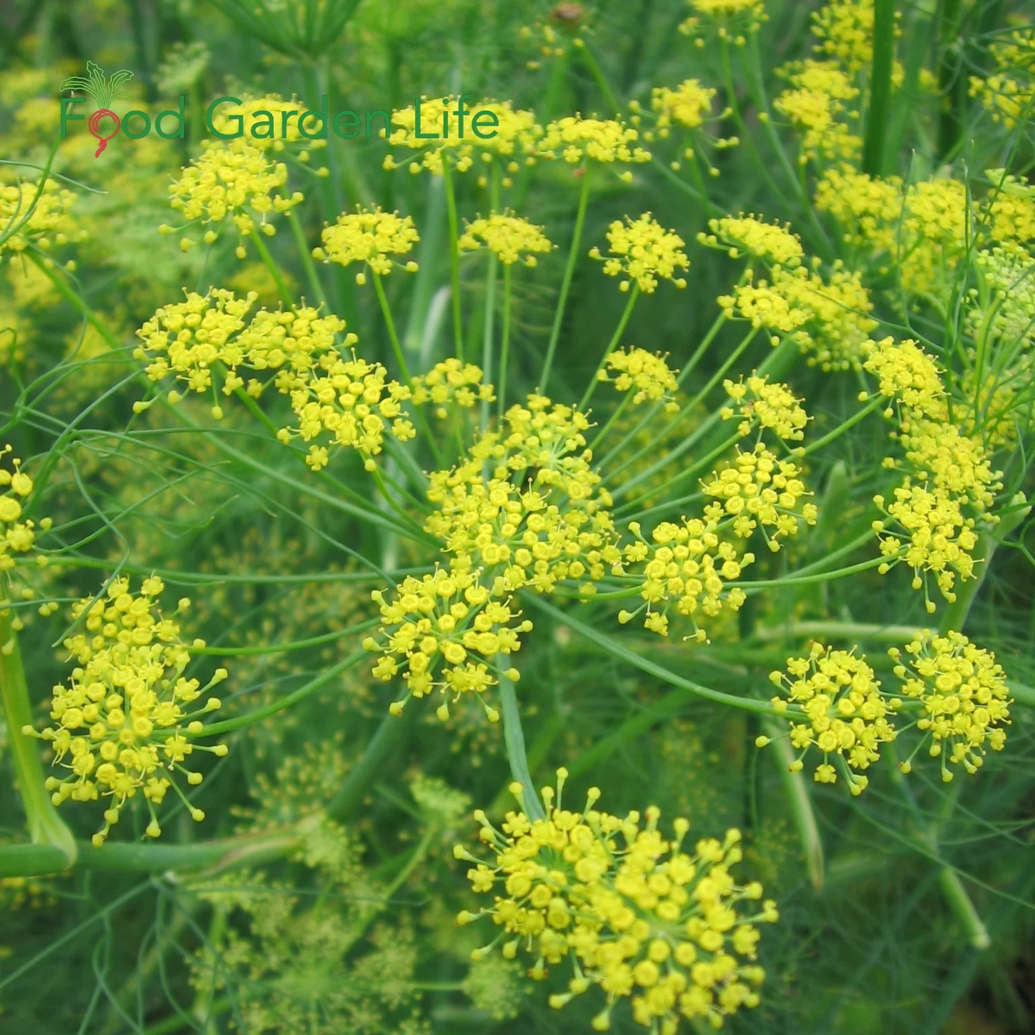 More than One Edible Part! These Plants are a Great Addition to an ...