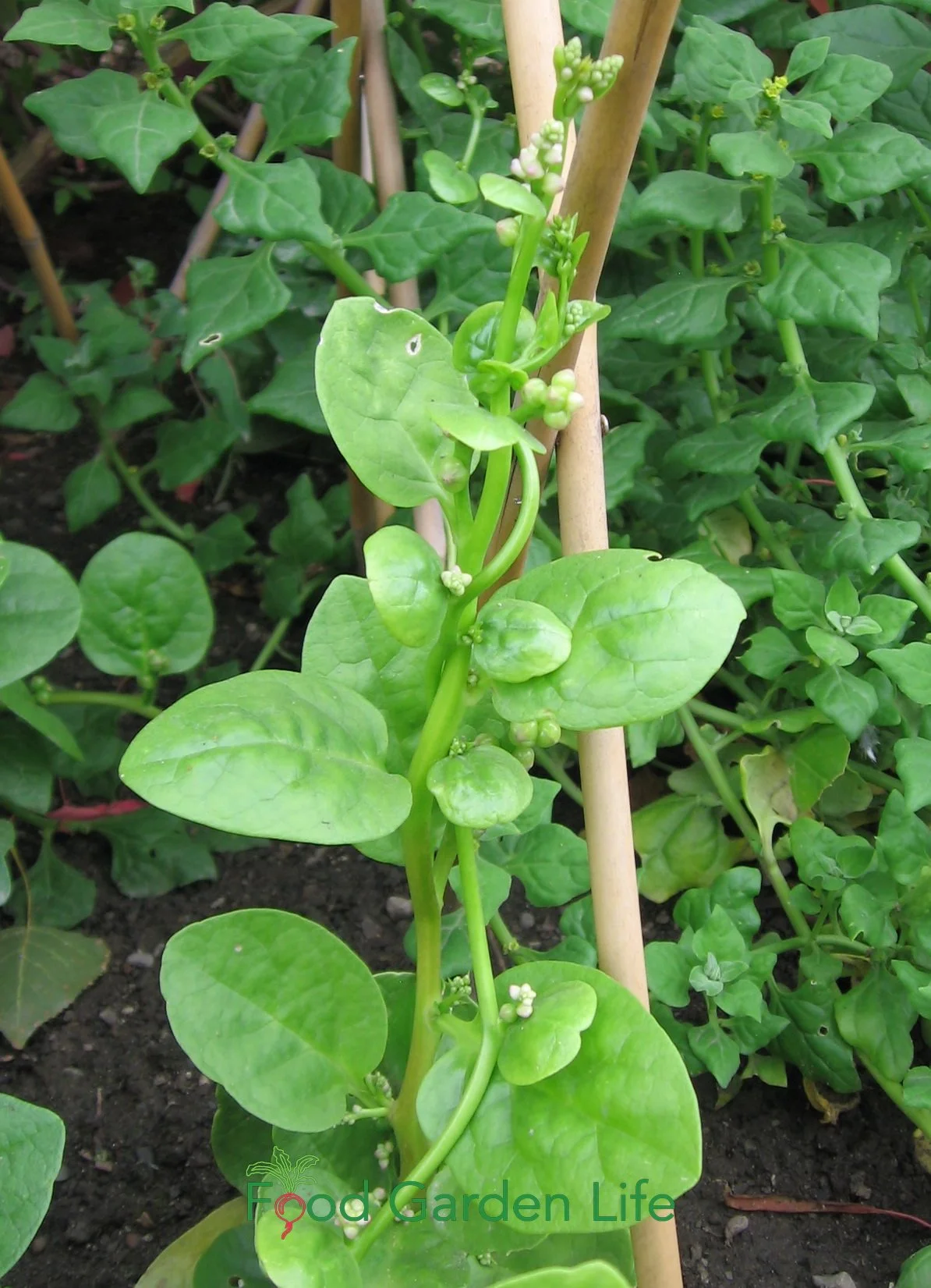 Guide: Vertical Vegetable Garden Ideas and Plants — Food Garden Life ...