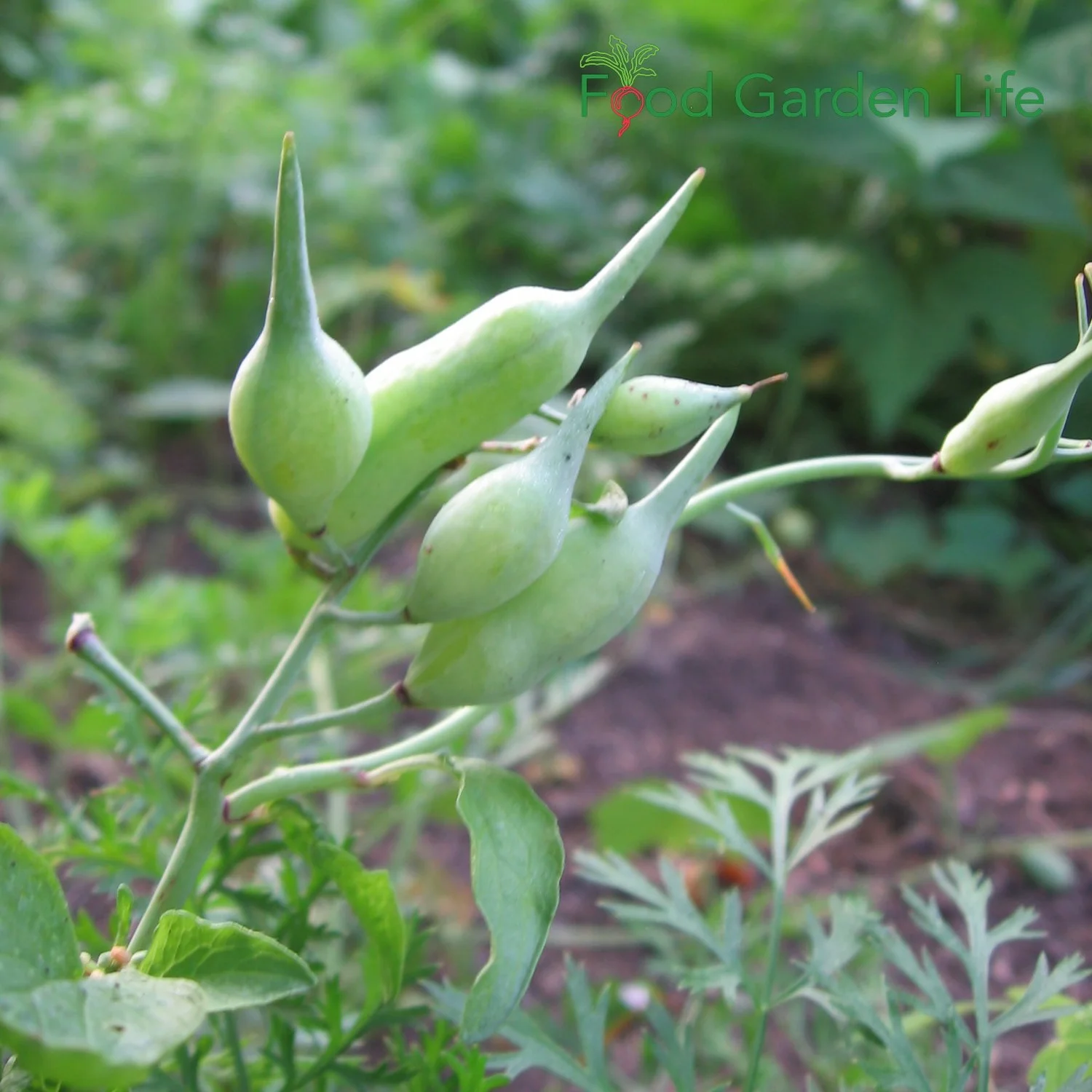 More than One Edible Part! These Plants are a Great Addition to an ...