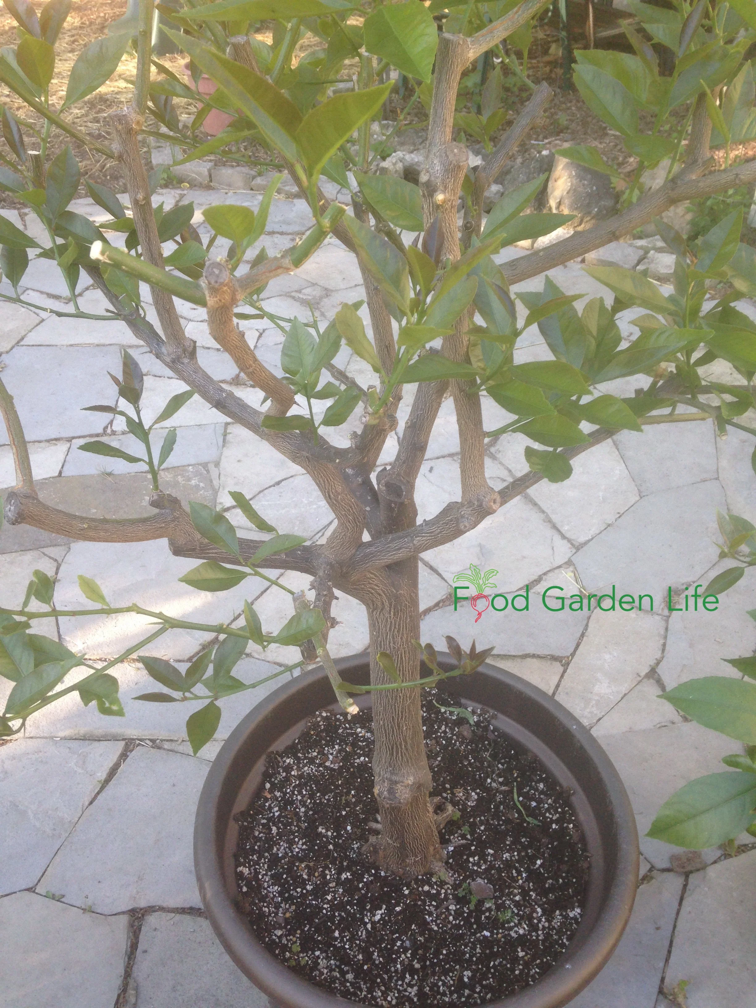 How to a Grow Lemon Tree Indoors (That Actually Produces Lemons) — Food ...