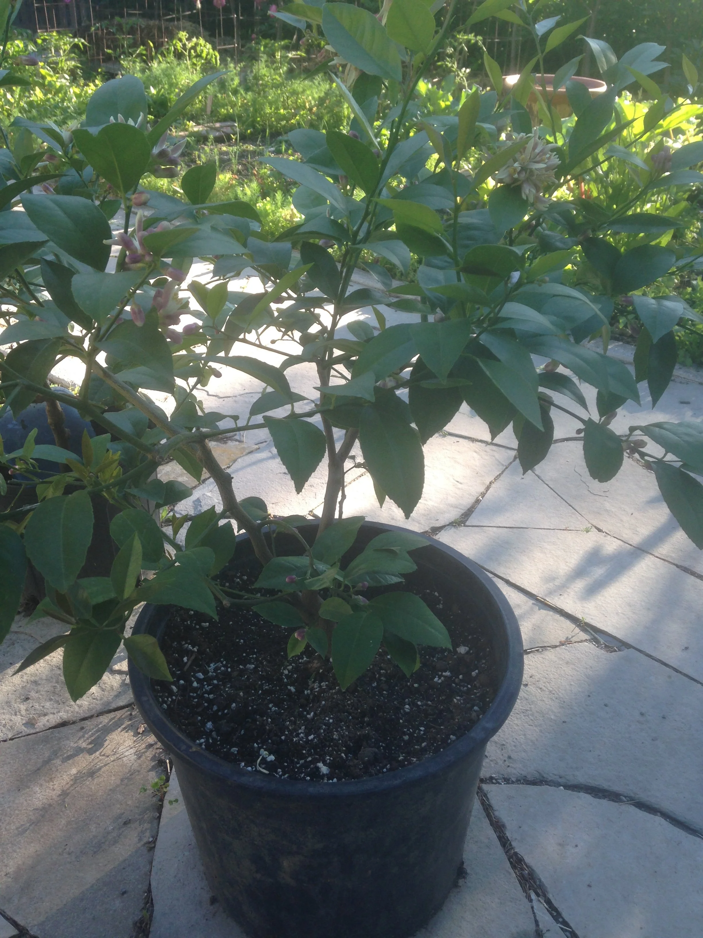 Meyer Lemon Tree: Planting, Care, and Growing Guide — Food Garden Life ...