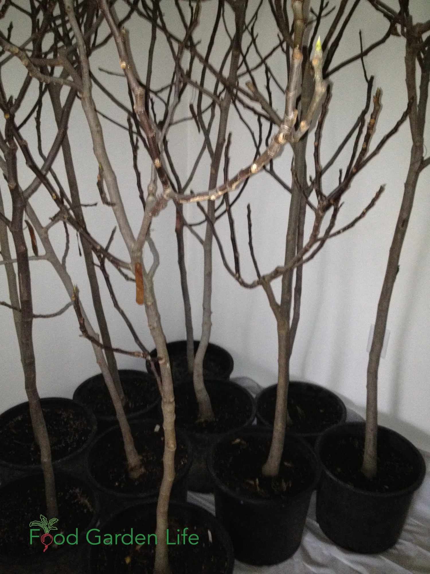 Fig Tree Winter Protection — Food Garden Life: Edible Garden, Vegetable ...