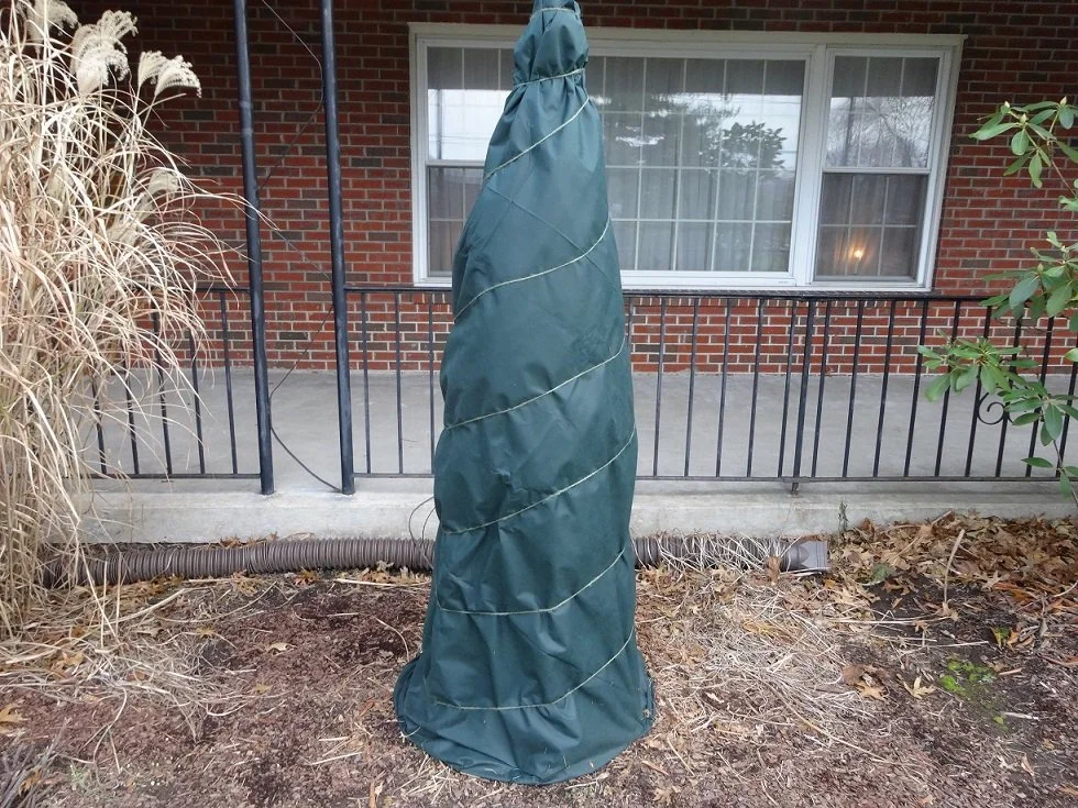 Fig Tree Winter Protection — Food Garden Life: Edible Garden, Vegetable ...