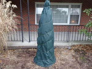 Fig Tree Winter Protection — Food Garden Life: Edible Garden, Vegetable ...