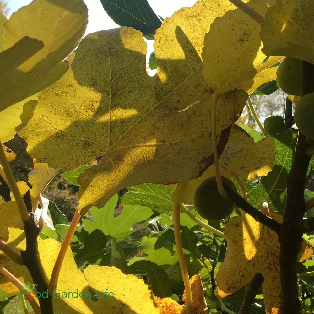 Figs and Winter Temperatures: What’s the Hardiness of a Fig Tree in ...