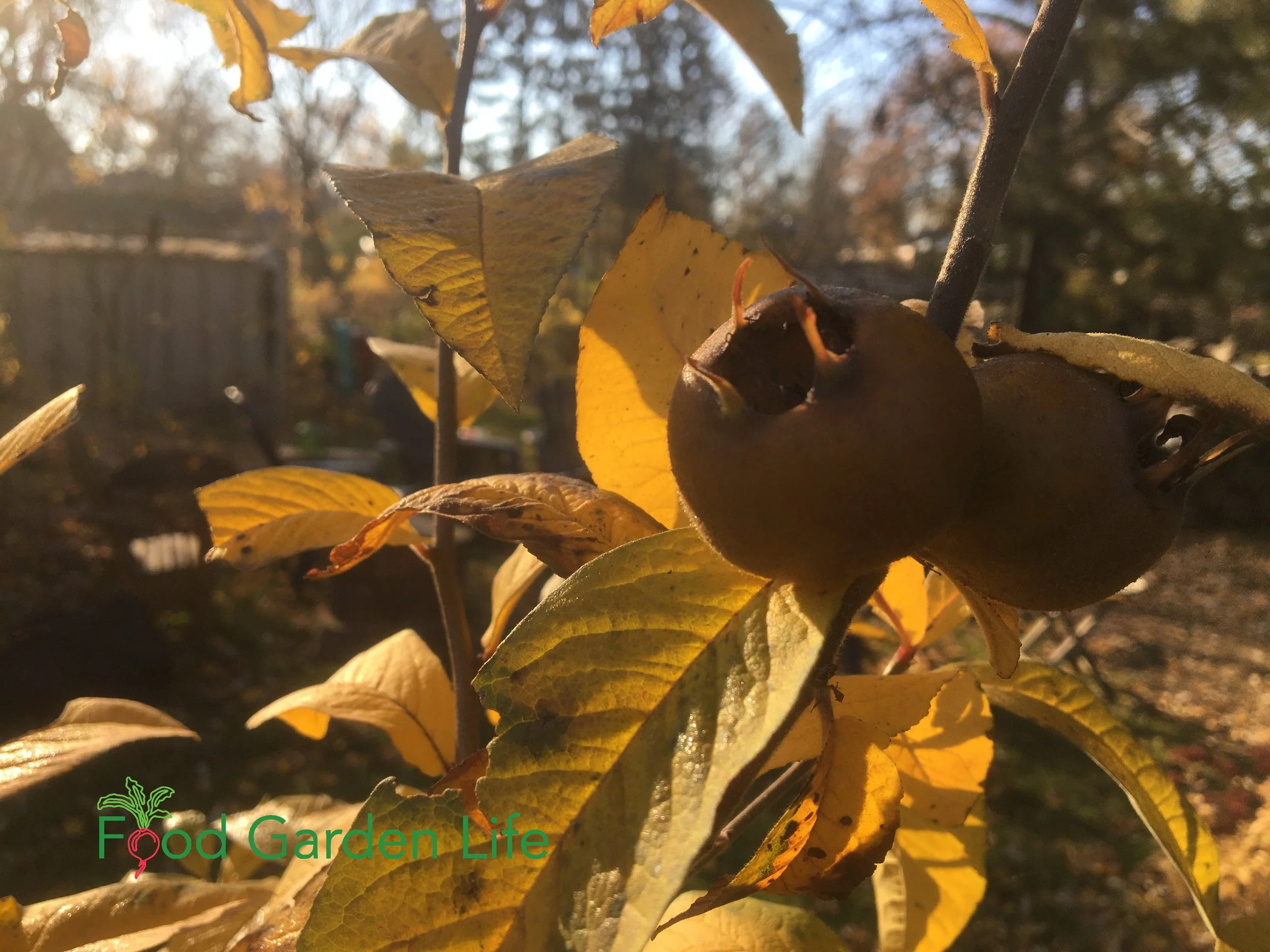 How to Grow Medlar — Food Garden Life: Edible Garden, Vegetable Garden ...
