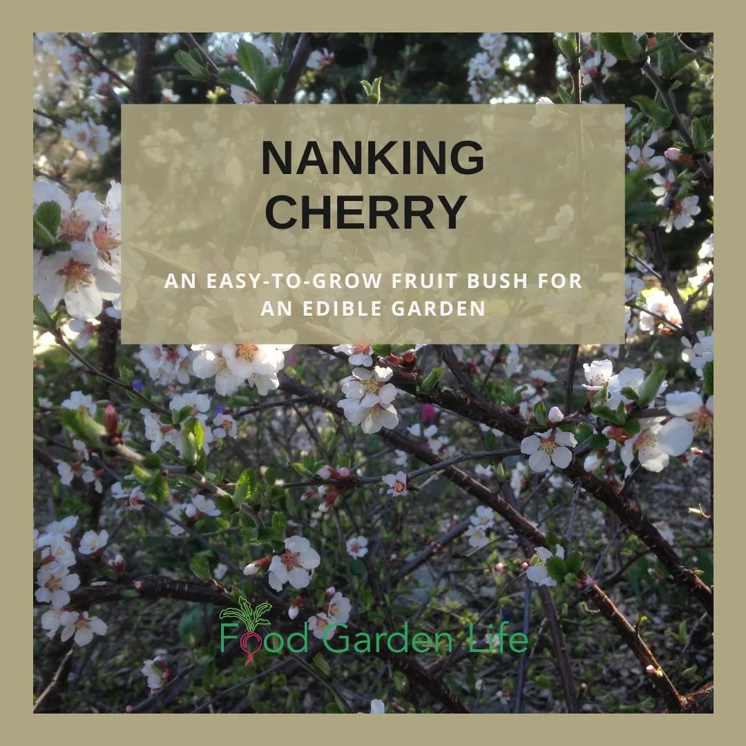 Nanking Cherry: This Easy-to-Grow Cherry Bush is Perfect for a Home ...