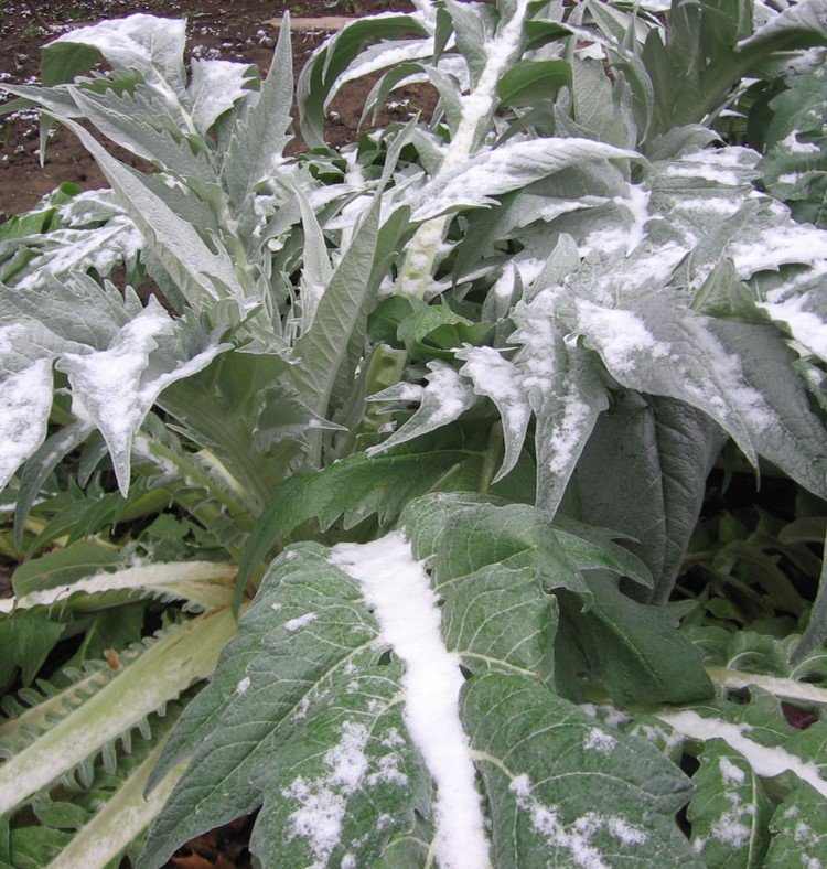 25 Storage Crops to Help You Plan a Vegetable Garden that Feeds You ...
