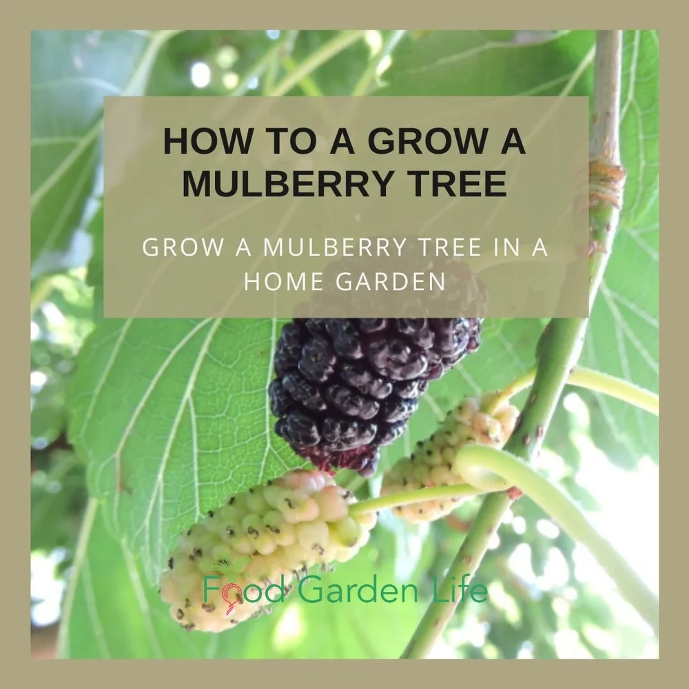 How to a Grow a Mulberry Tree — Food Garden Life: Edible Garden ...